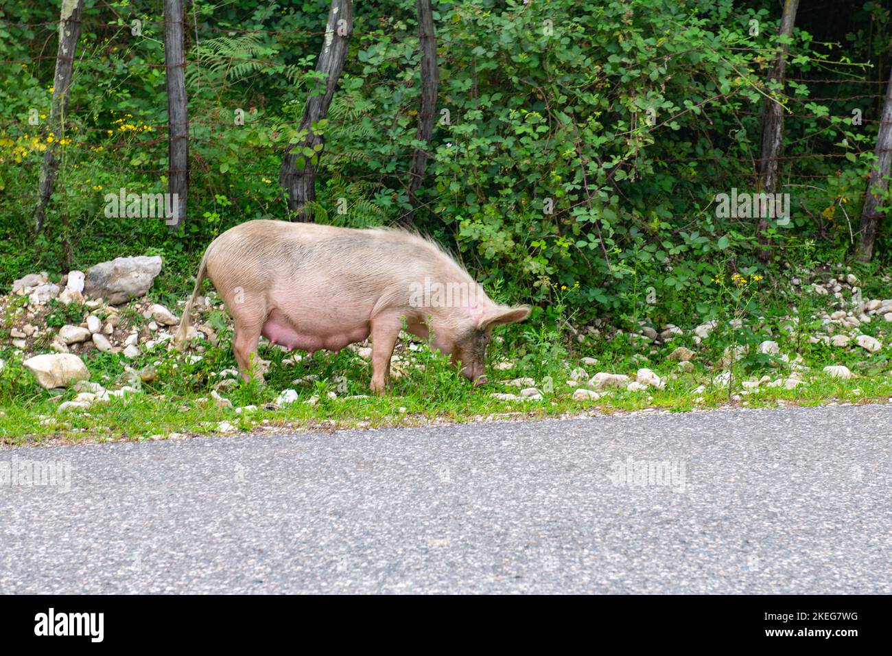One pig hi-res stock photography and images - Alamy