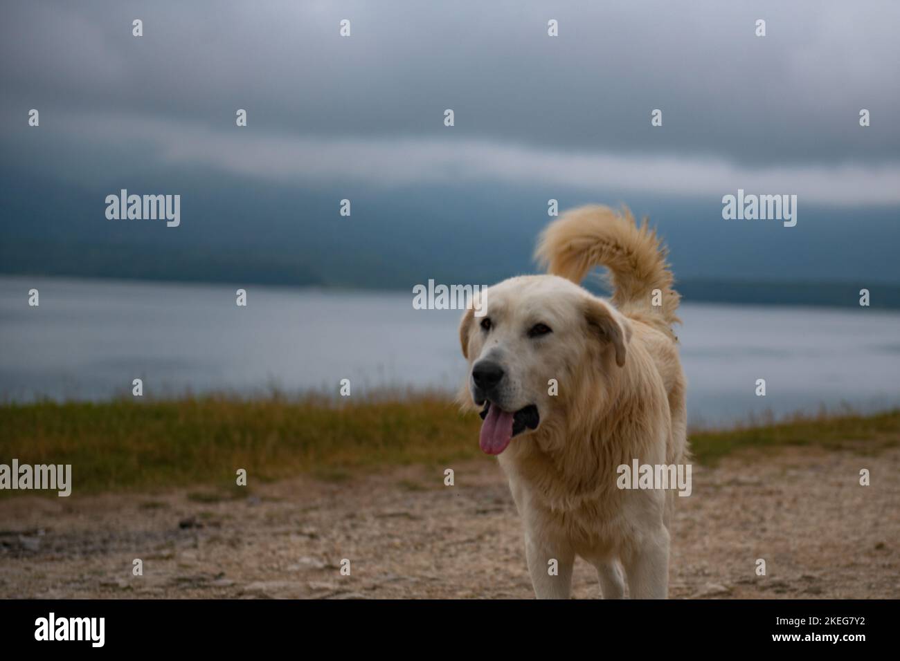 Golden eye stands hi-res stock photography and images - Alamy