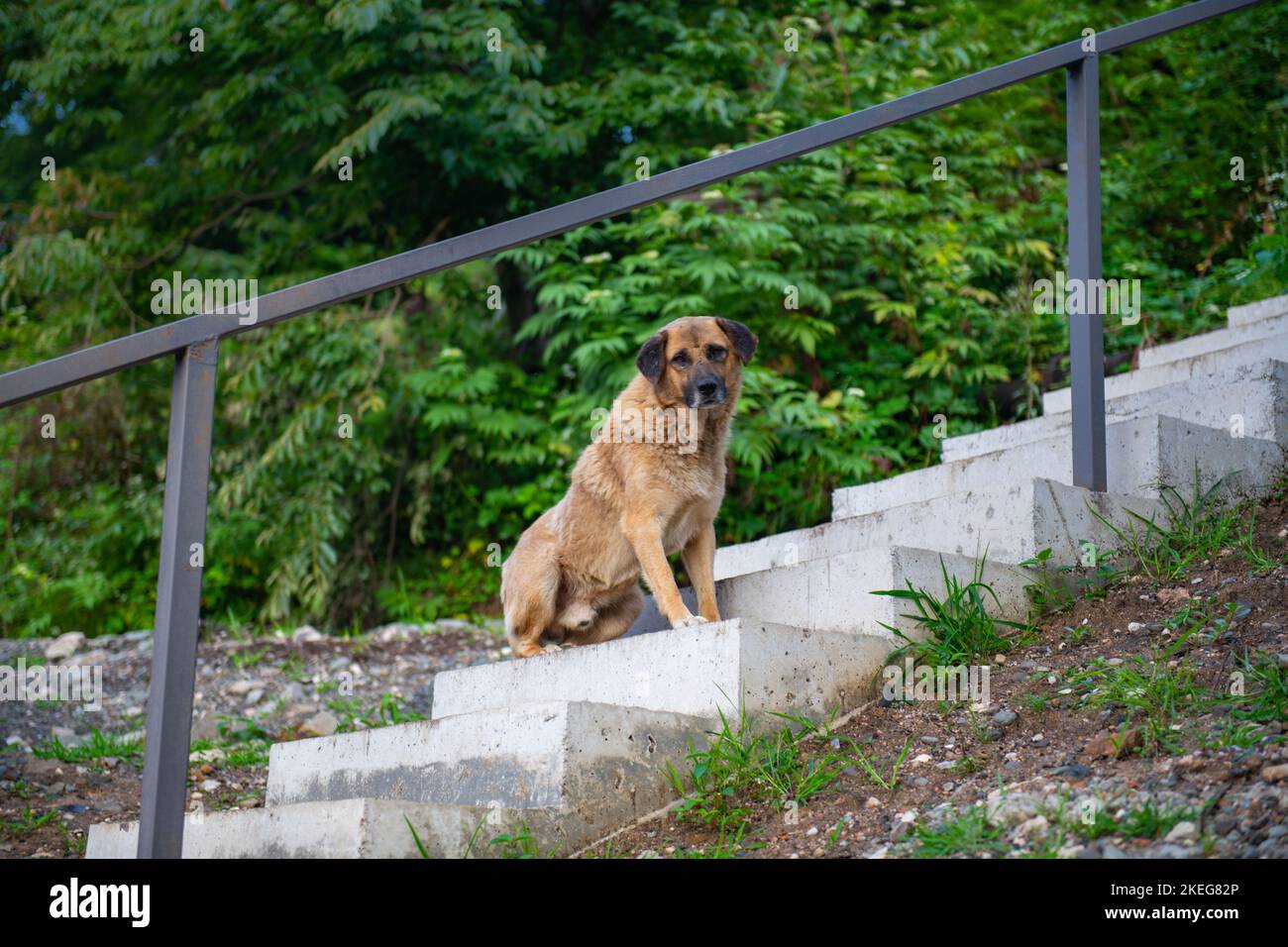 a street dog is sitting on the stairs Stock Photo - Alamy