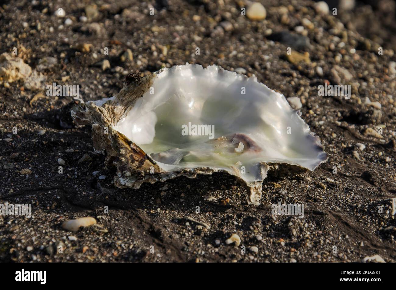 Empty shell of an oyster on the asphalt surface of a dike near ...
