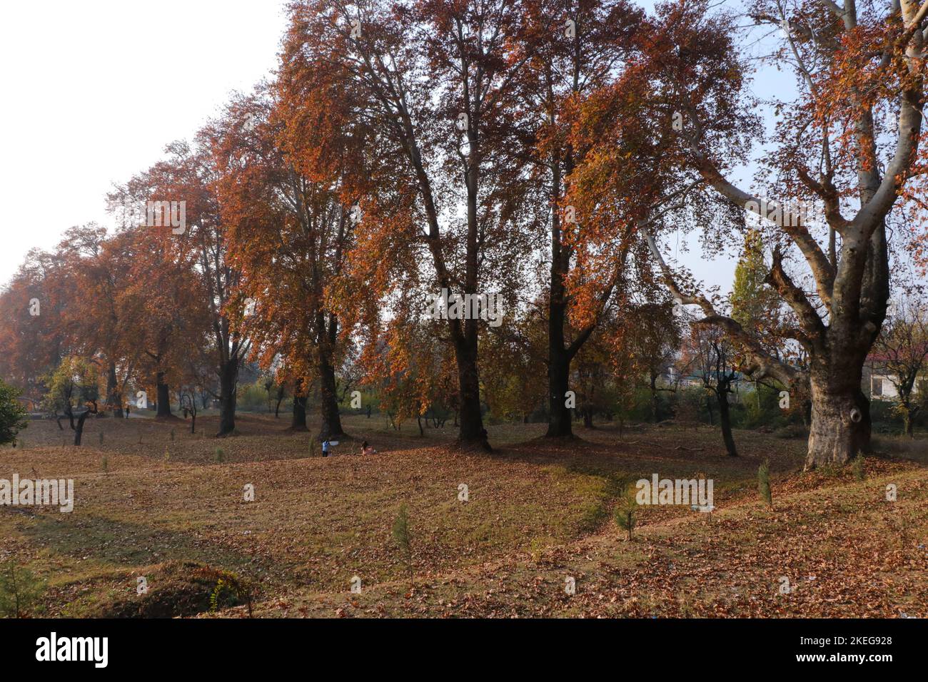 November 12, 2022, Srinagar, Jammu and Kashmir, India: People walk ...