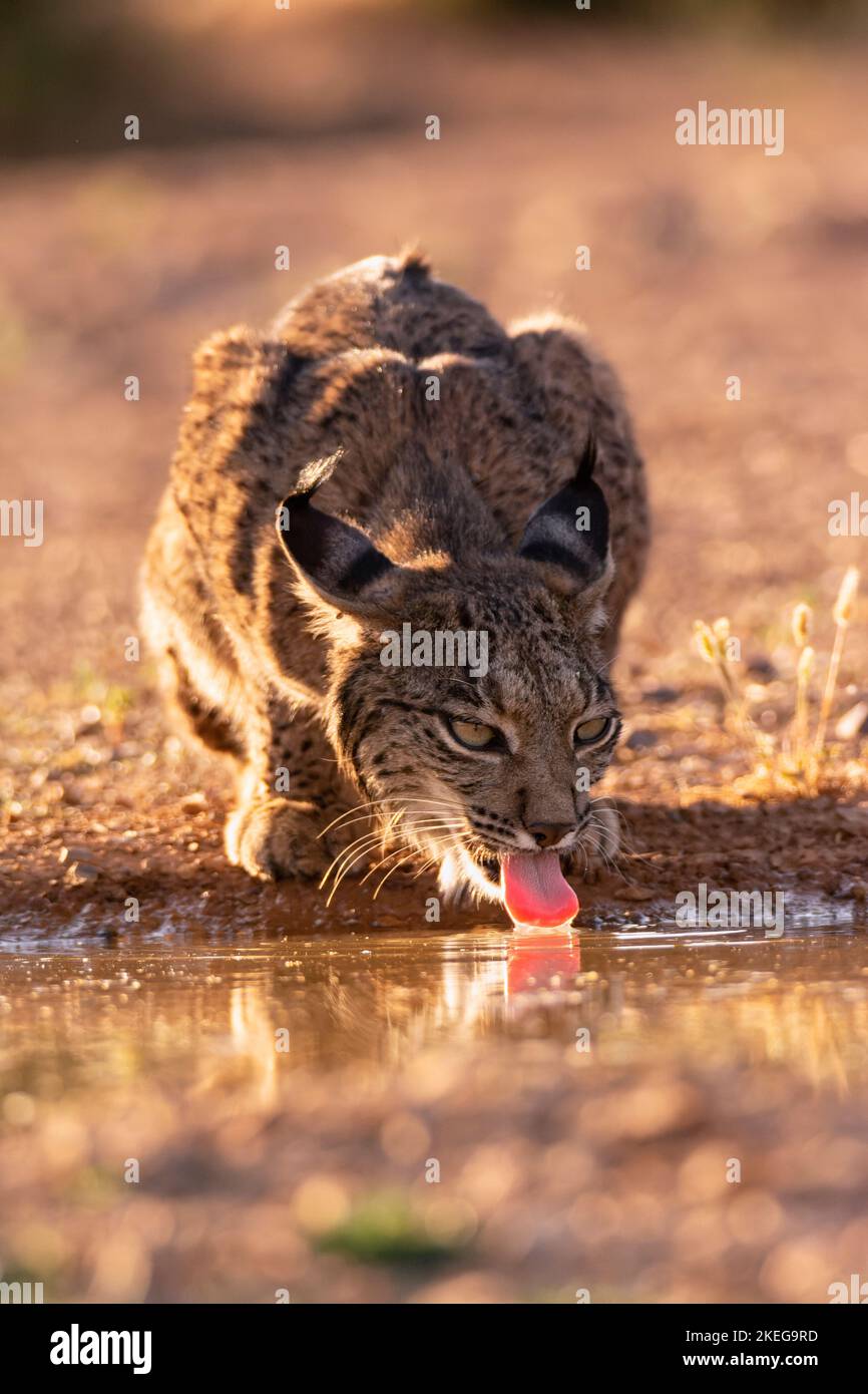 Iberian lynx drinking water, Lynx pardinus, wild cat endemic to Iberian ...
