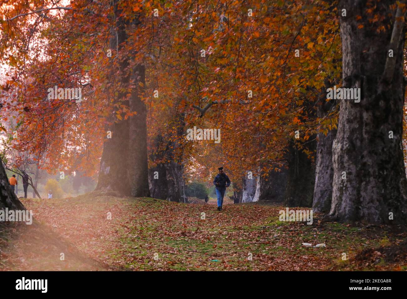 Red chinar tree hi-res stock photography and images - Alamy