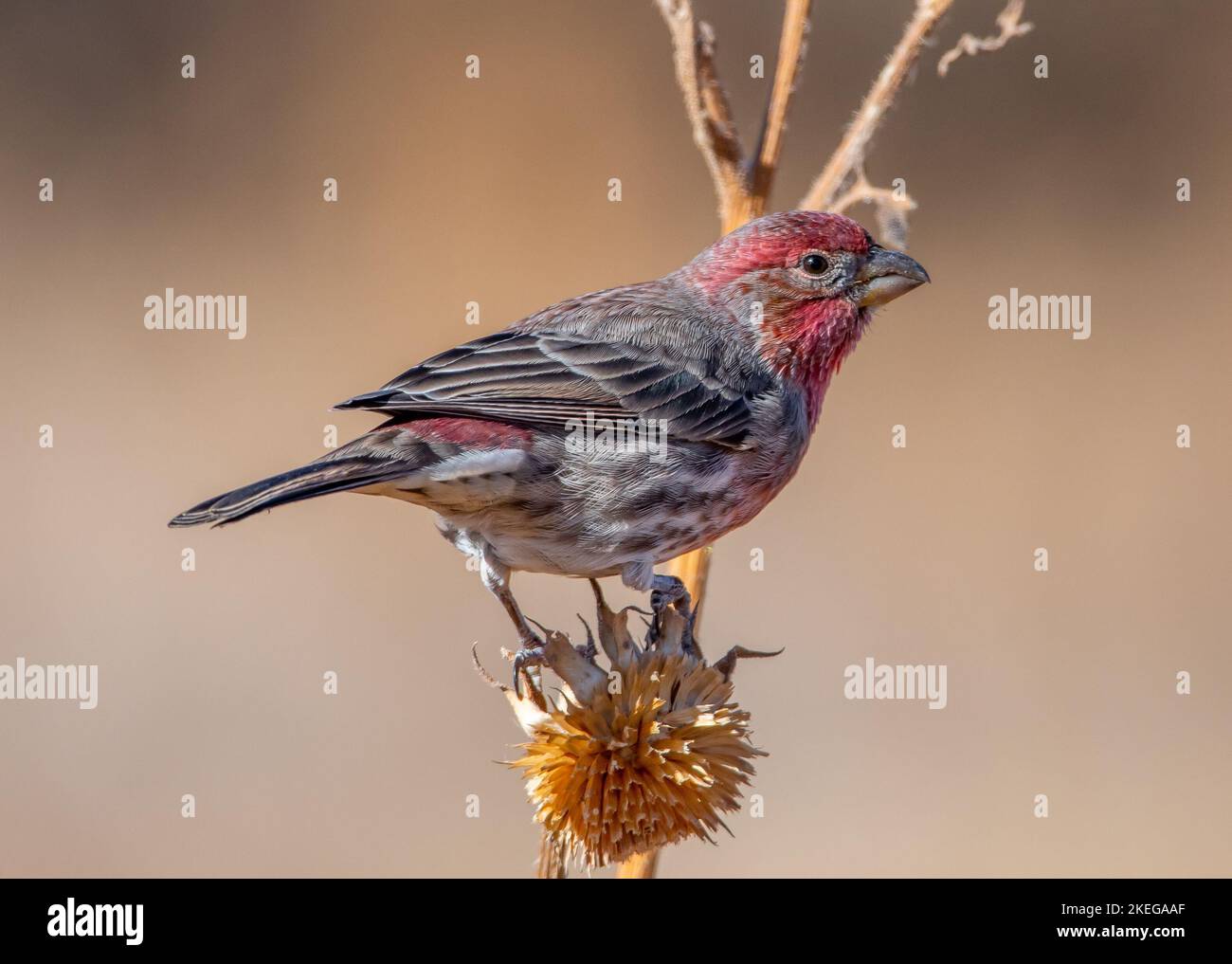 A beautiful male House Finch forages for seed on a seed head in a ...