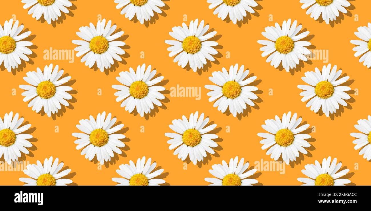 Daisy flower on sunny orange background. Foral seamless pattern for ...