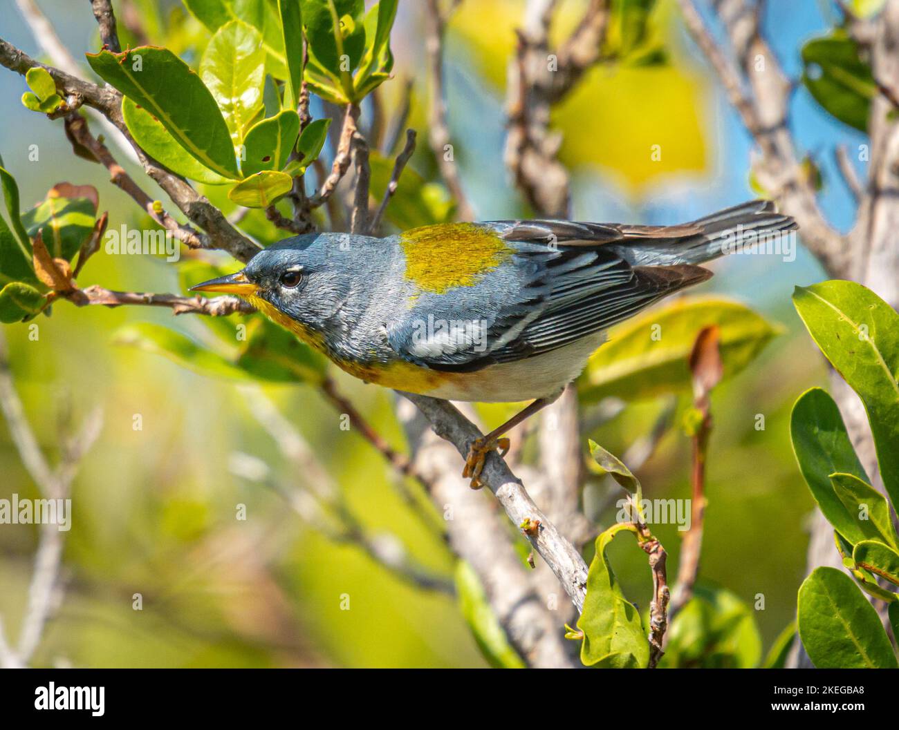 A beautiful male Northern Parula photographed foraging in the foliage ...