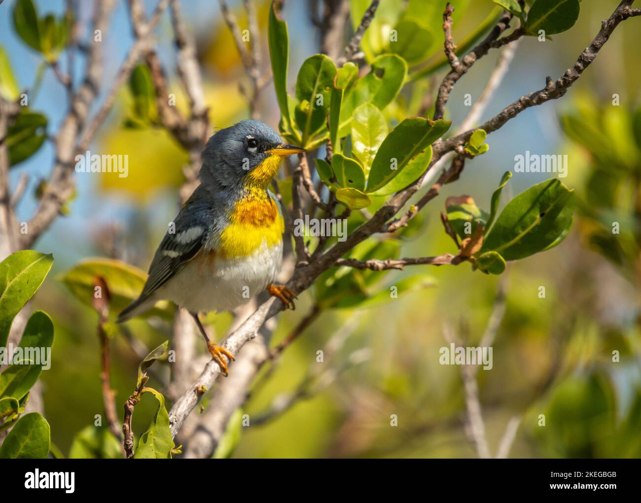 A beautiful male Northern Parula photographed foraging in the foliage ...