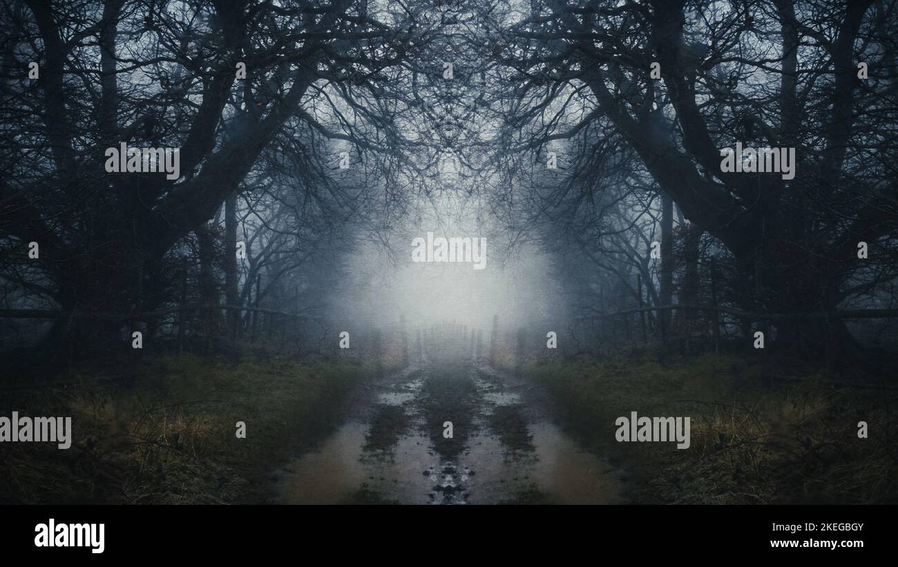A spooky edit of a symmetrical framing of trees framing a muddy path ...