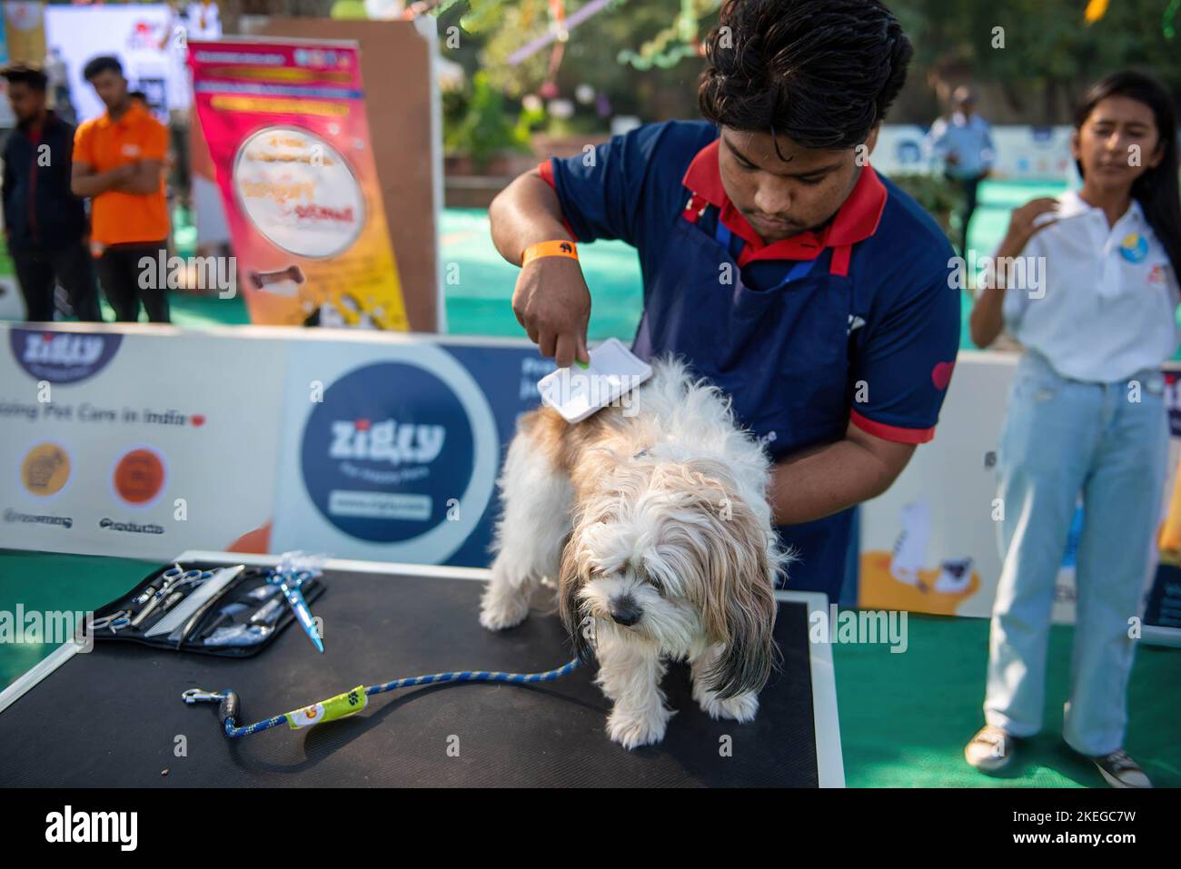 Groomer seen trimming hair off a teddy dog during a grooming ...