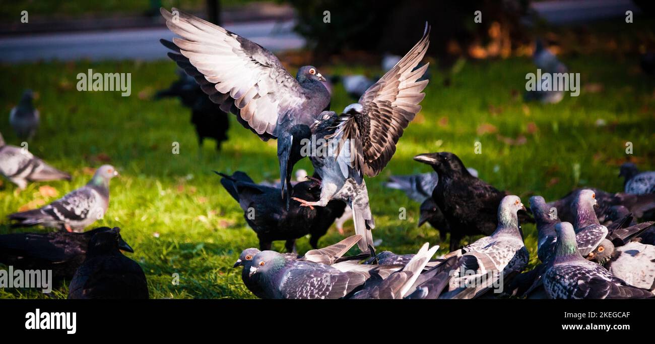 A view of the grey pigeons and black ravens standing and flying in a ...