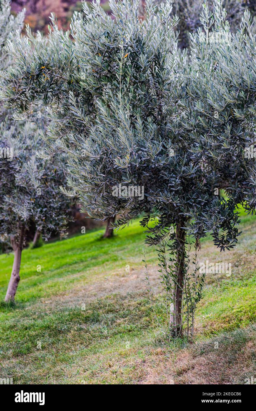 Olive tree in the garden in early autumn Stock Photo - Alamy