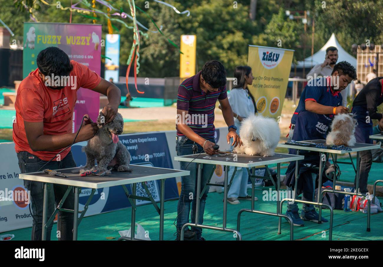 Groomers seen trimming hair of the dogs during a grooming competition ...