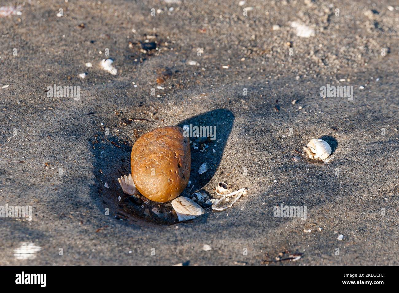 A top view of a big stone and several shells on the wet sand at the ...