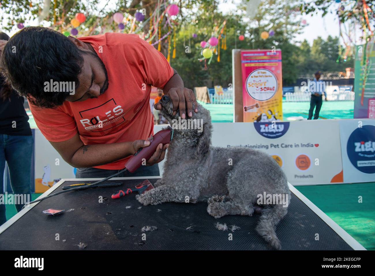 New Delhi, India. 12th Nov, 2022. Groomer seen trimming hair off a ...