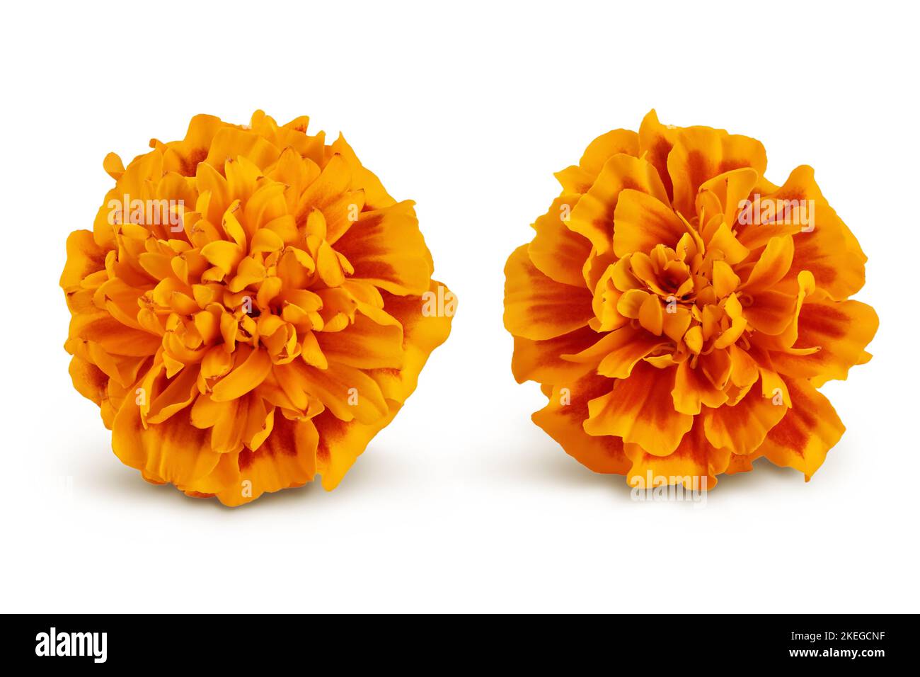 fresh marigold or tagetes erecta flower isolated on white background ...