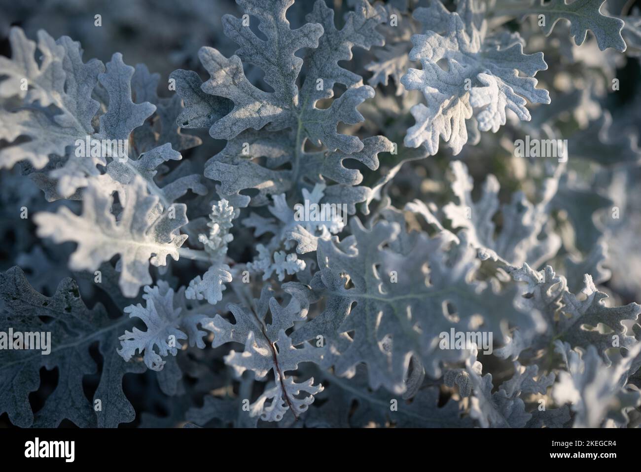 White leaves background of Dusty-miller or silver ragwort. Jacobaea ...