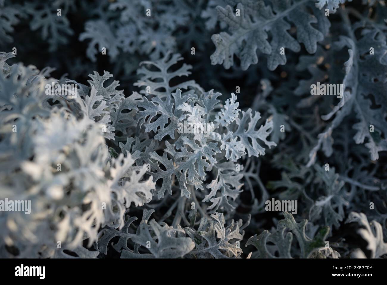 White leaves background of Dusty-miller or silver ragwort. Jacobaea ...