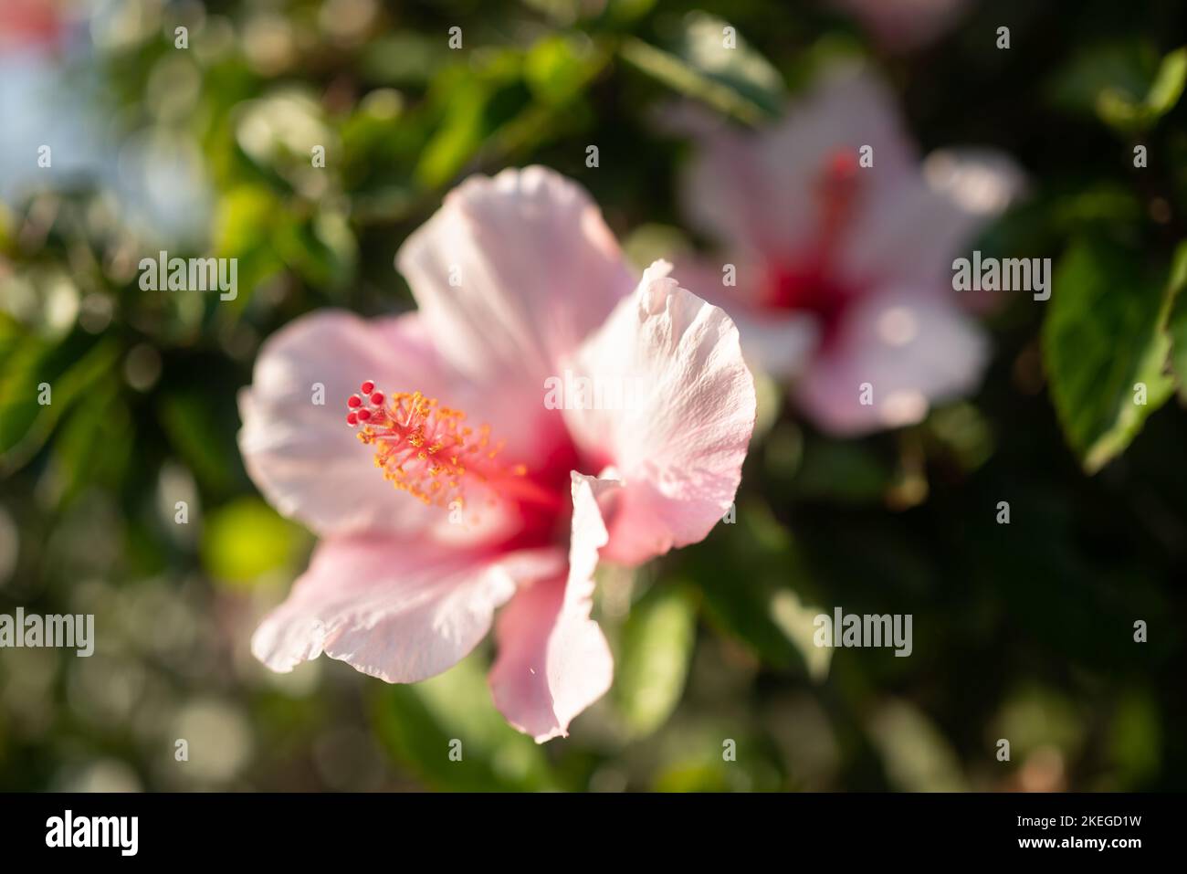 Pink flower closeup. Rose of Sharon, Syrian hibiscus or Syrian ketmia ...