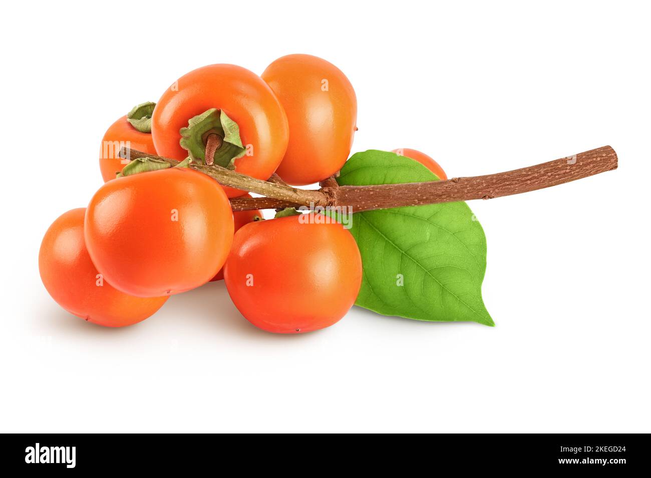 Persimmon fruit on the branch isolated on white background with full ...