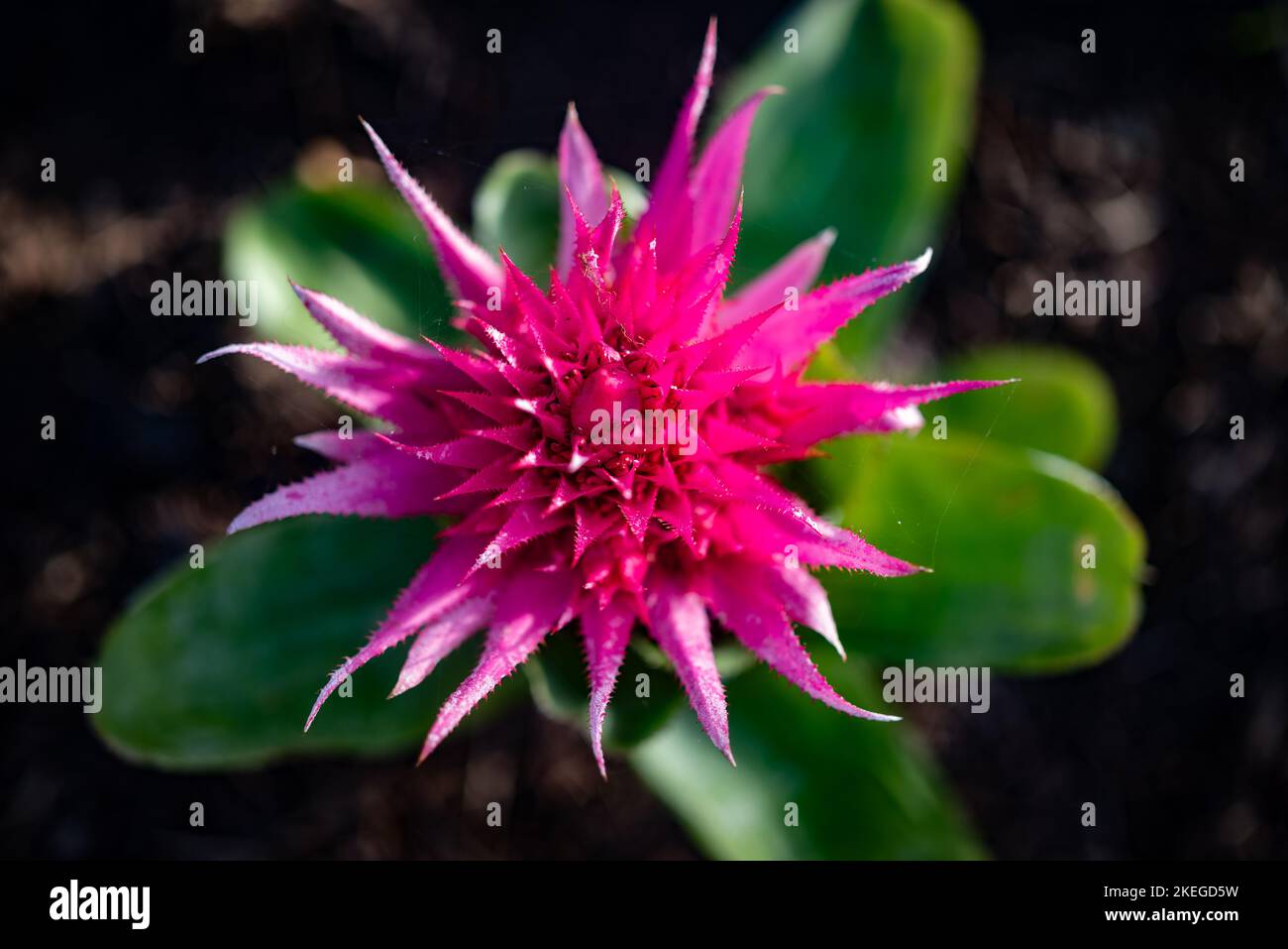 Pink flower closeup. Urnplant hard sharp petals. Explosion-like pink ...