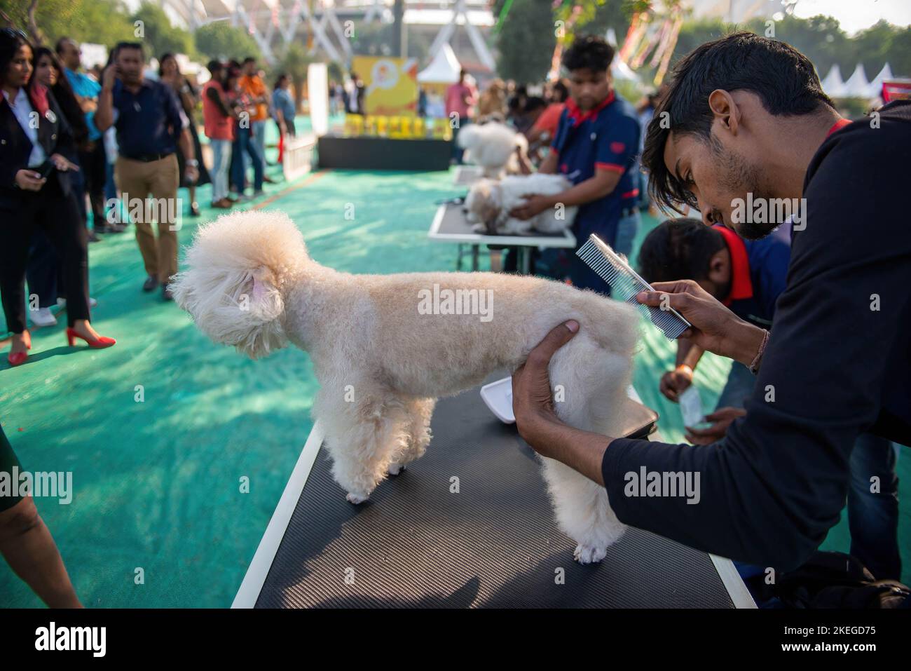 New Delhi, India. 12th Nov, 2022. Groomer seen trimming a dog during a ...