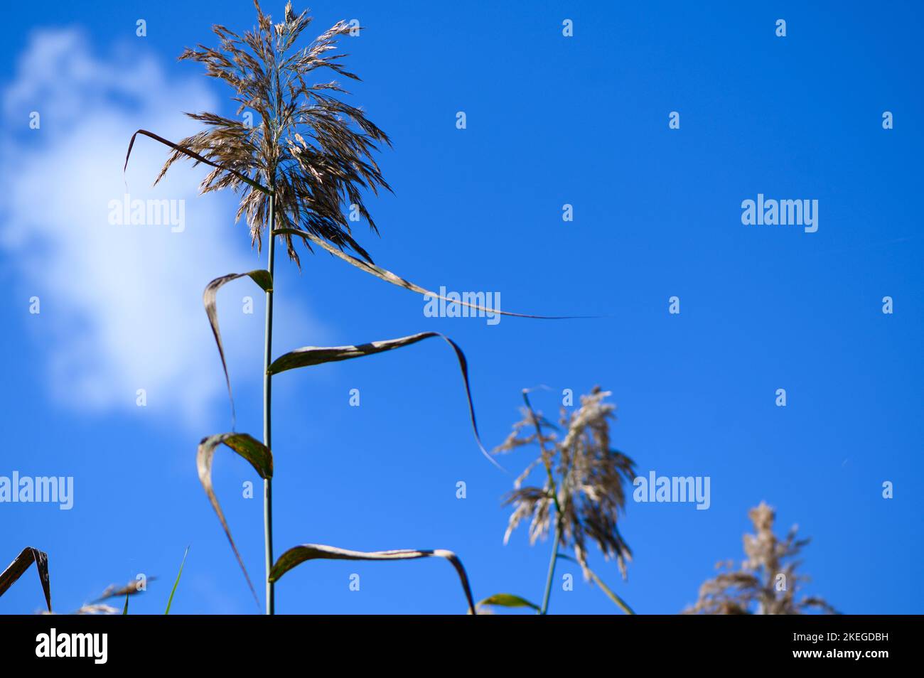 Ears of reed on blue sky background Stock Photo - Alamy