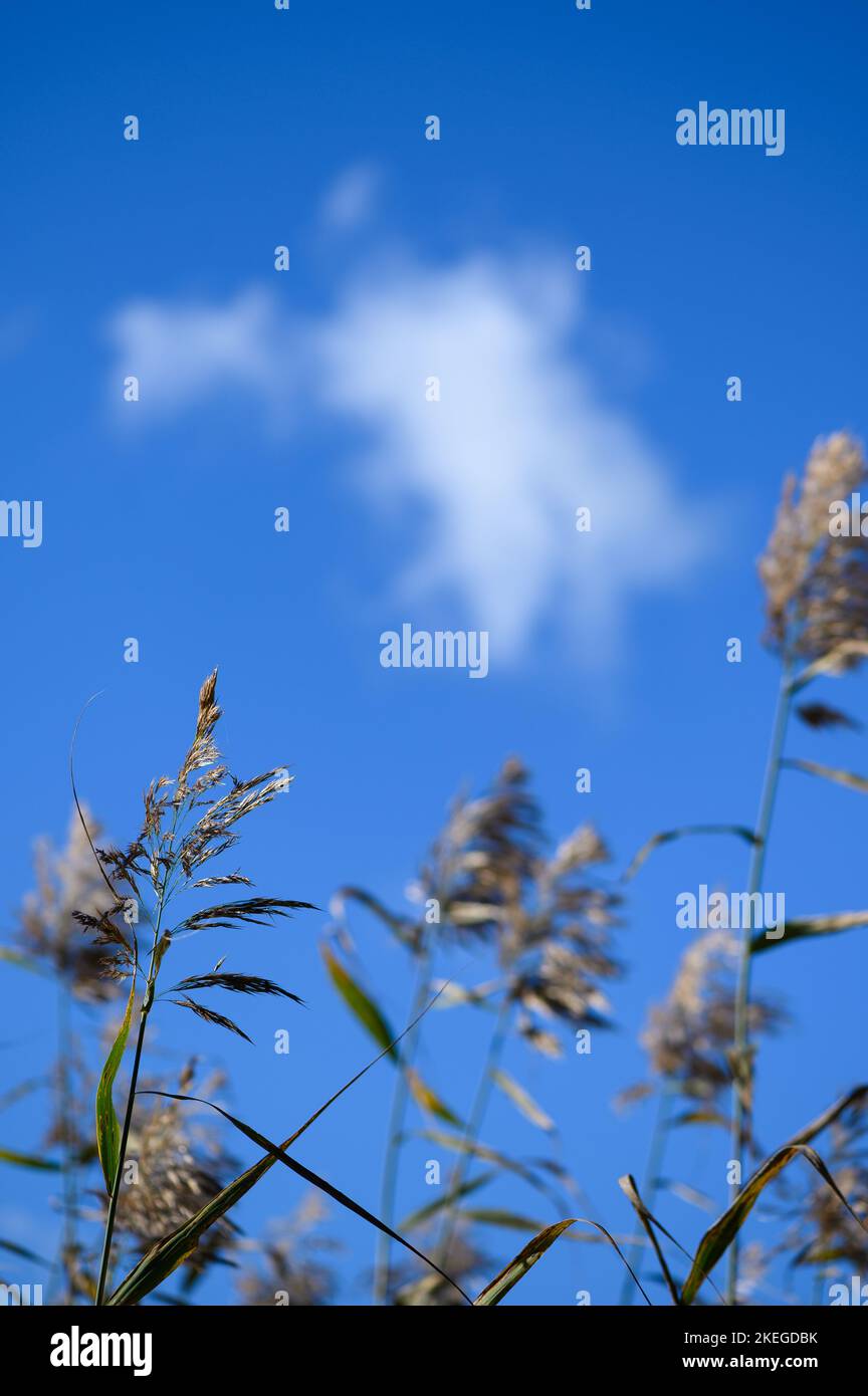 Ears of reed on blue sky background Stock Photo - Alamy