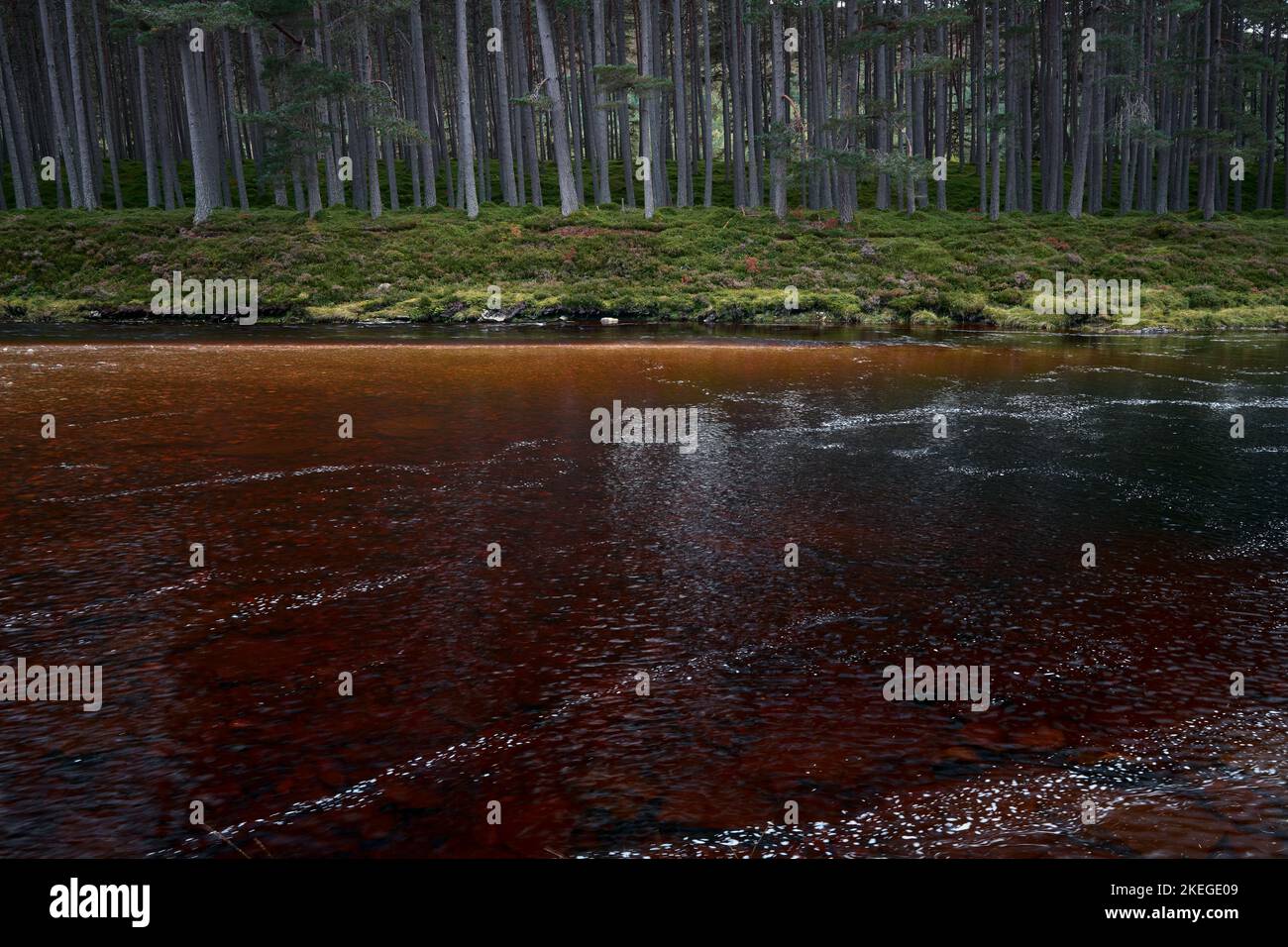 Autumn view of the river and pine forest on the bank. The beautiful ...