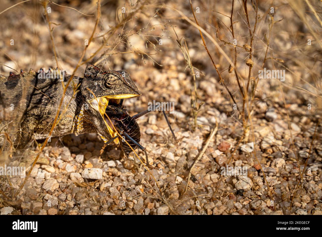 A closeup shot of a Namaqua chameleon in a desert in Namibia, Africa ...