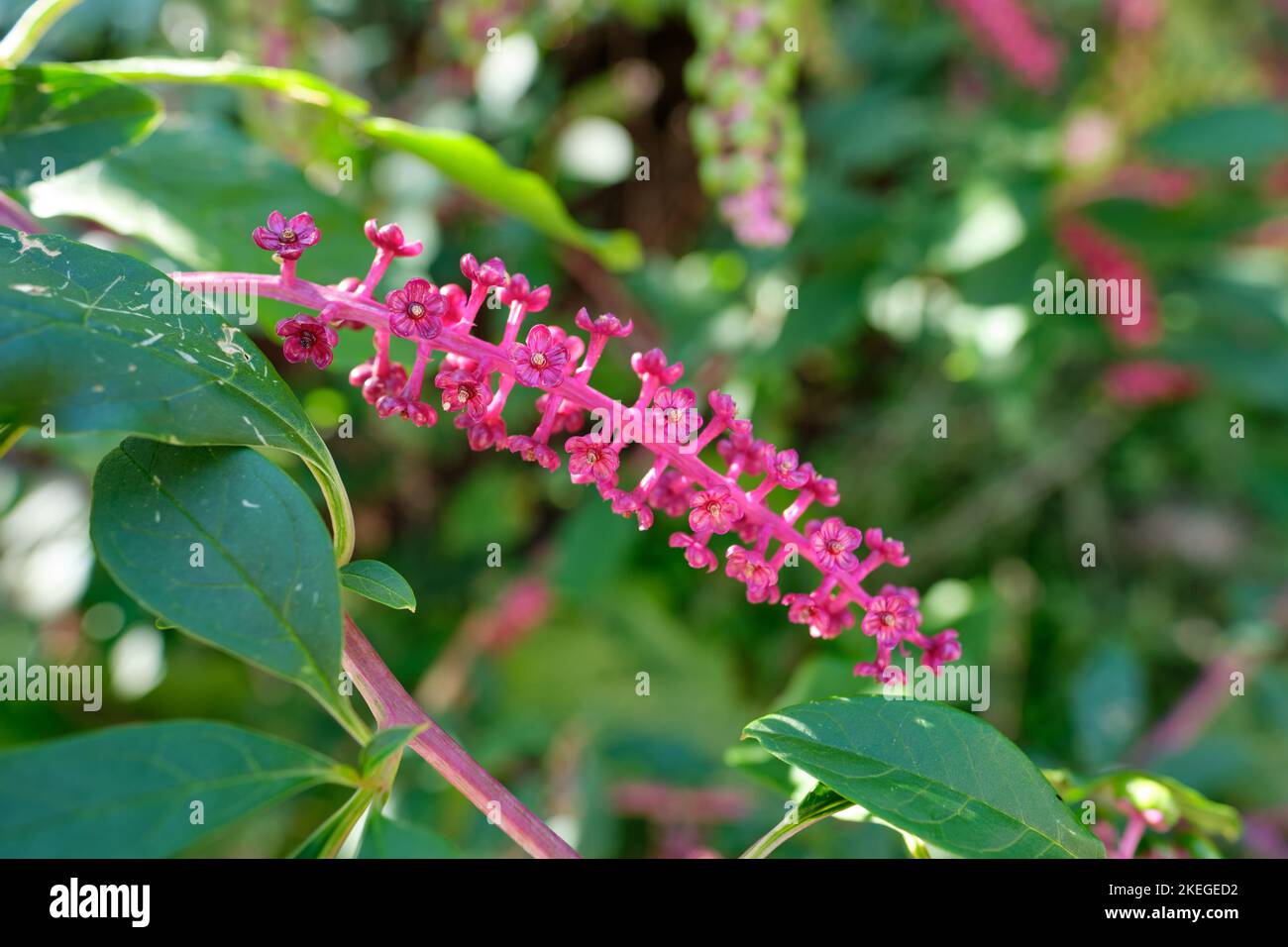 Flowers of the Pokeweed berries (Phytolacca americana) aka American ...