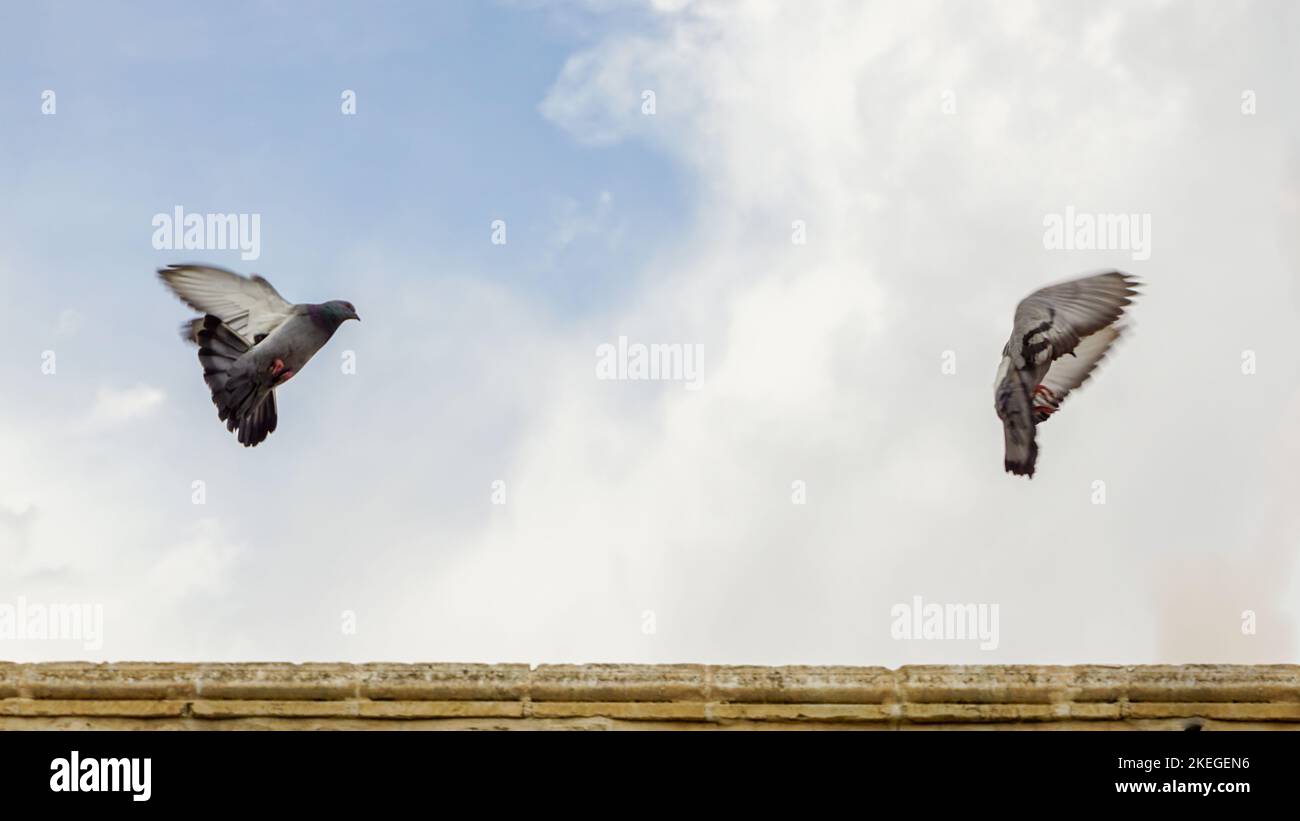 A low-angle shot of flying pigeons in flight Stock Photo - Alamy