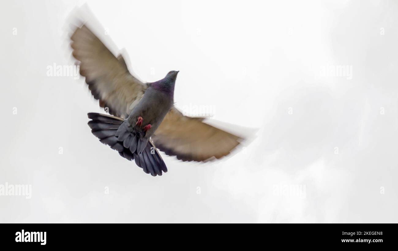 A low-angle shot of a flying pigeon in flight Stock Photo - Alamy