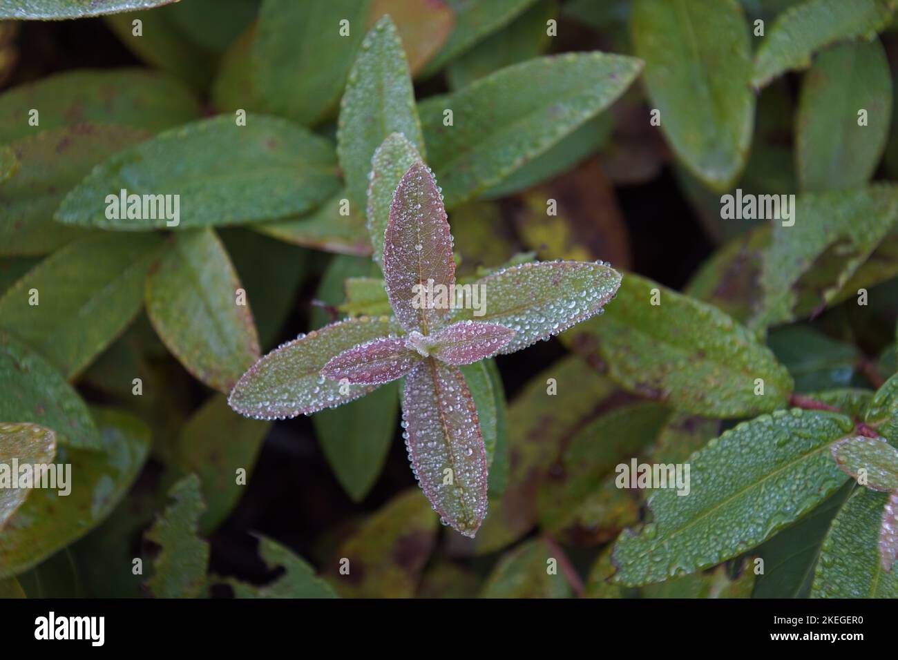 A top view closeup of plant leaves covered in water drops after rain ...