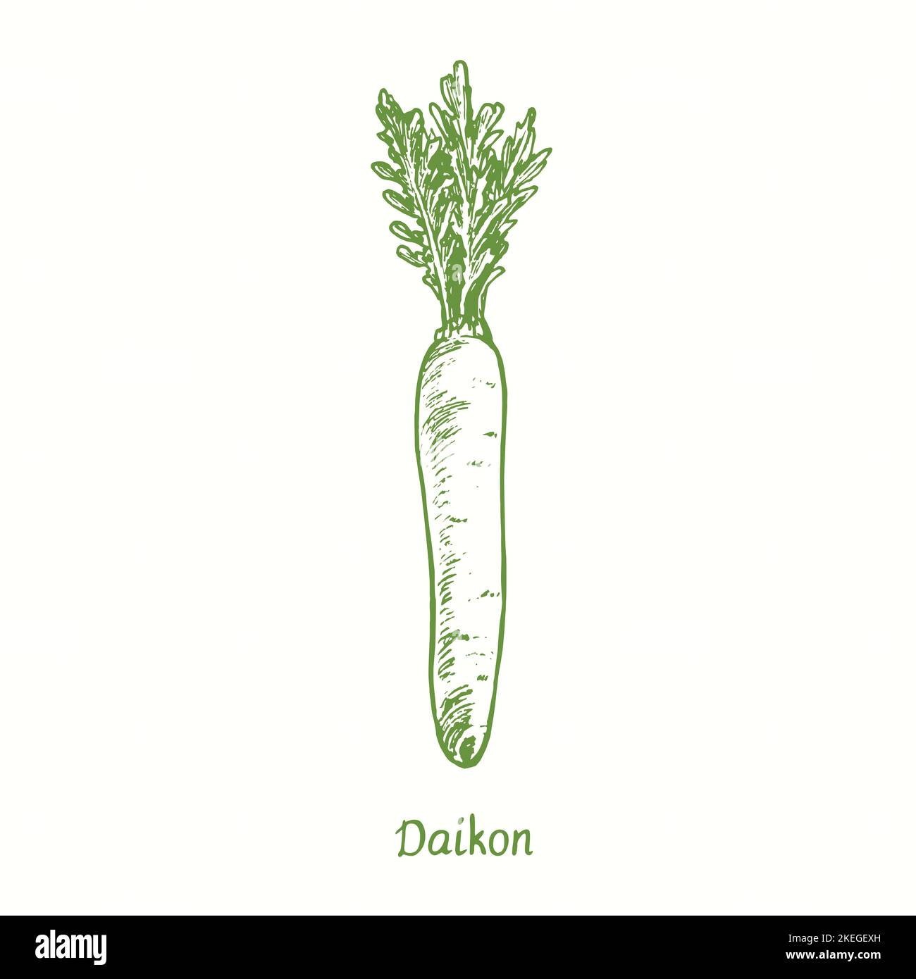 Daikon or mooli, Raphanus sativus. Ink black and white doodle drawing ...
