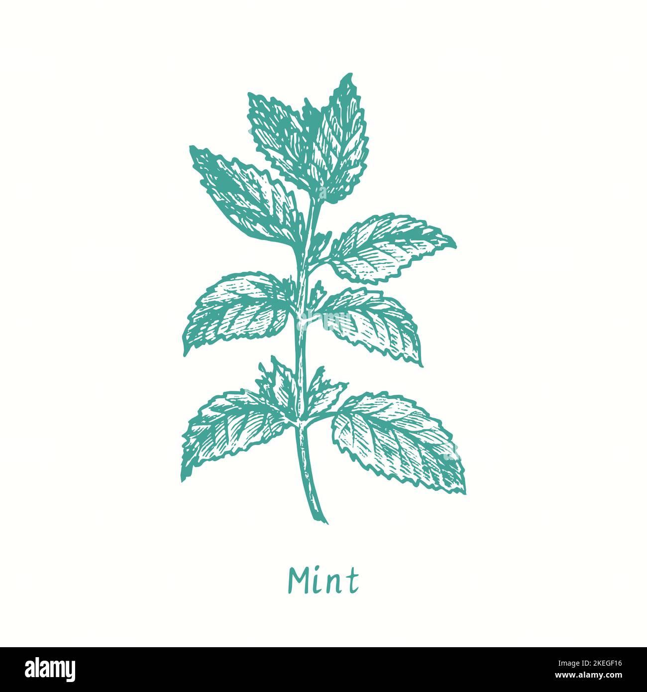 Mint twig with leaves. Ink black and white doodle drawing in woodcut ...