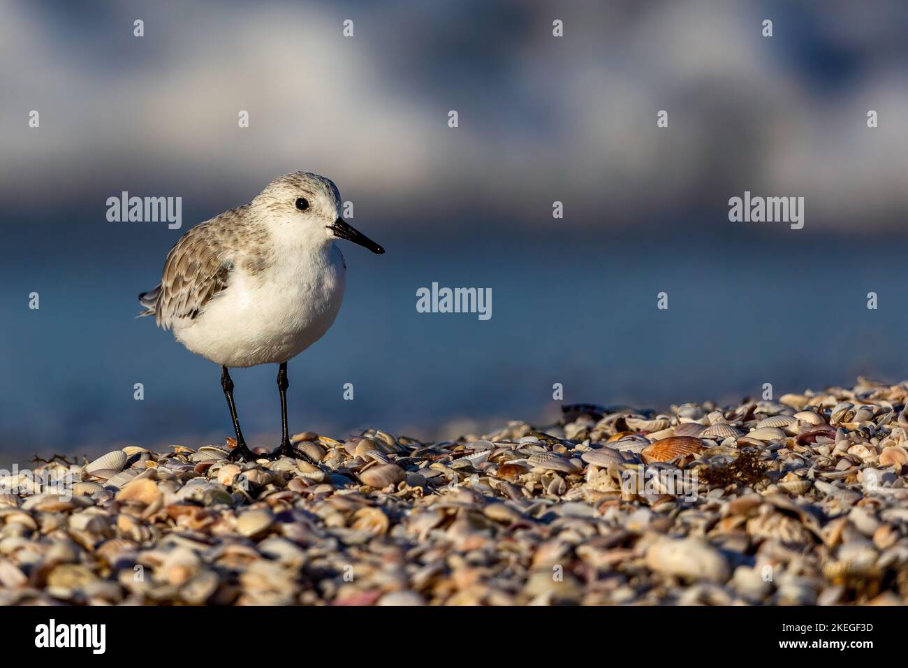 Sanderling bird hi-res stock photography and images - Alamy