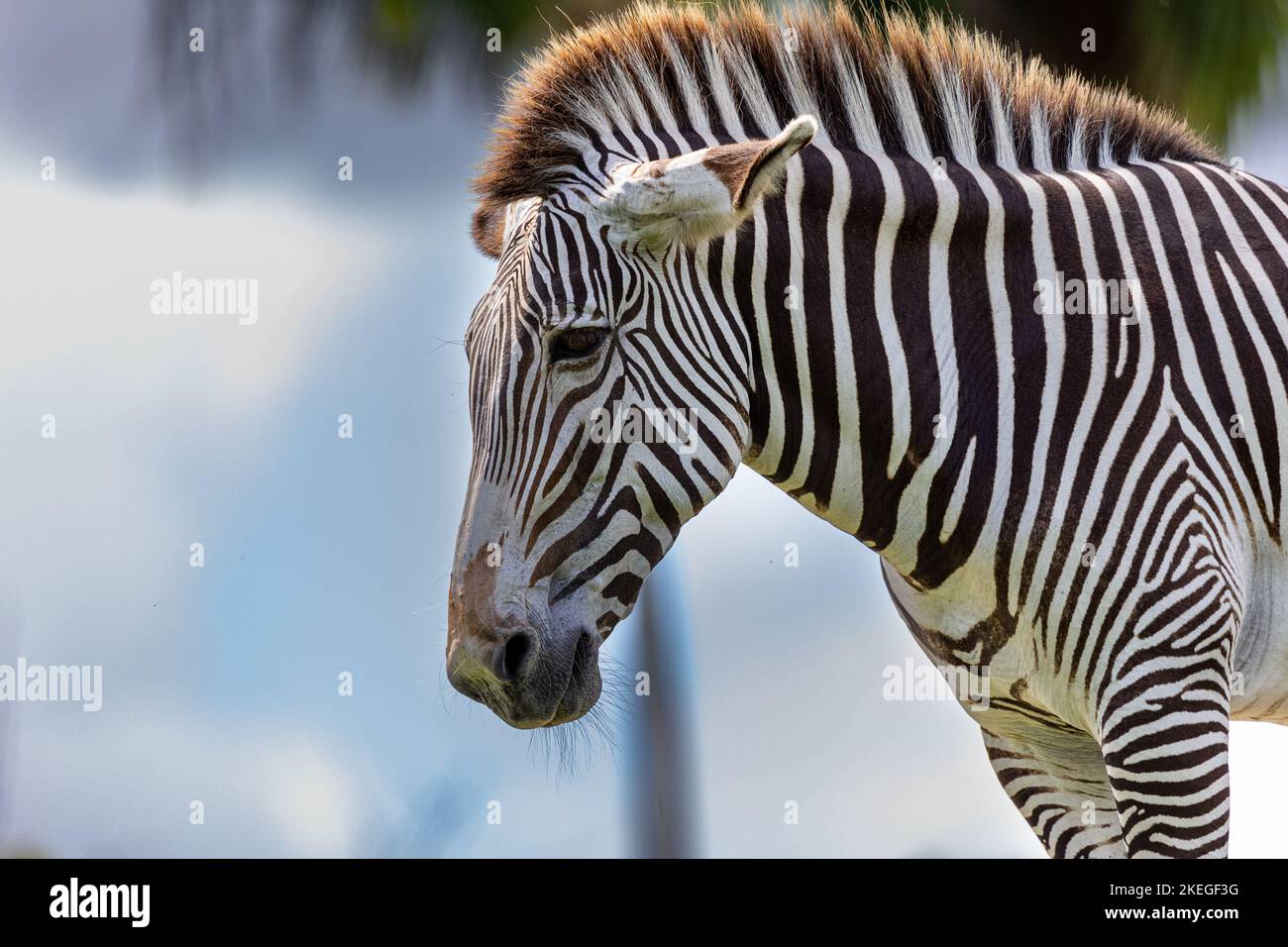 Portrait of a Zebra with the mane standing Stock Photo - Alamy