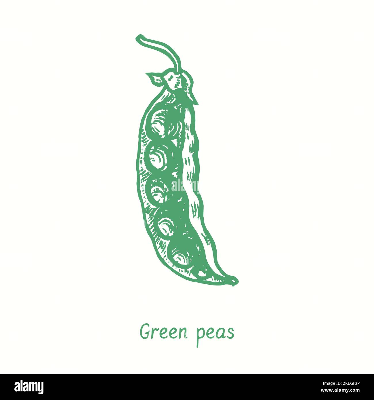 Pea plant drawing hi-res stock photography and images - Alamy