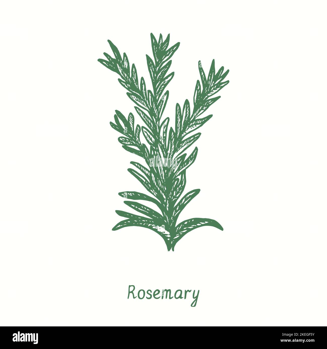 Rosemary (Salvia rosmarinus) twig with leaves. Ink black and white ...