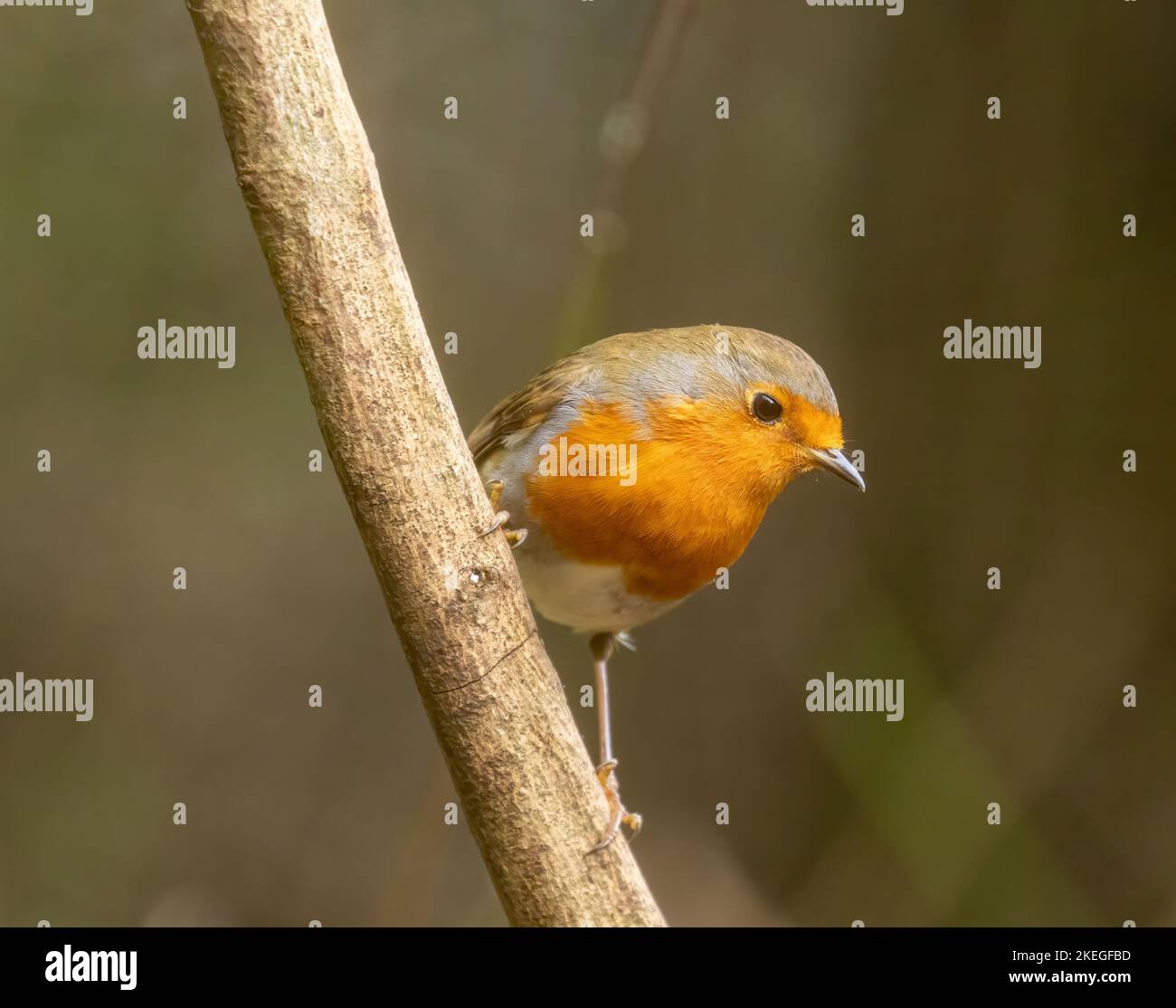 Robin taken at lower moor farm on the 12/11/2022 Stock Photo - Alamy