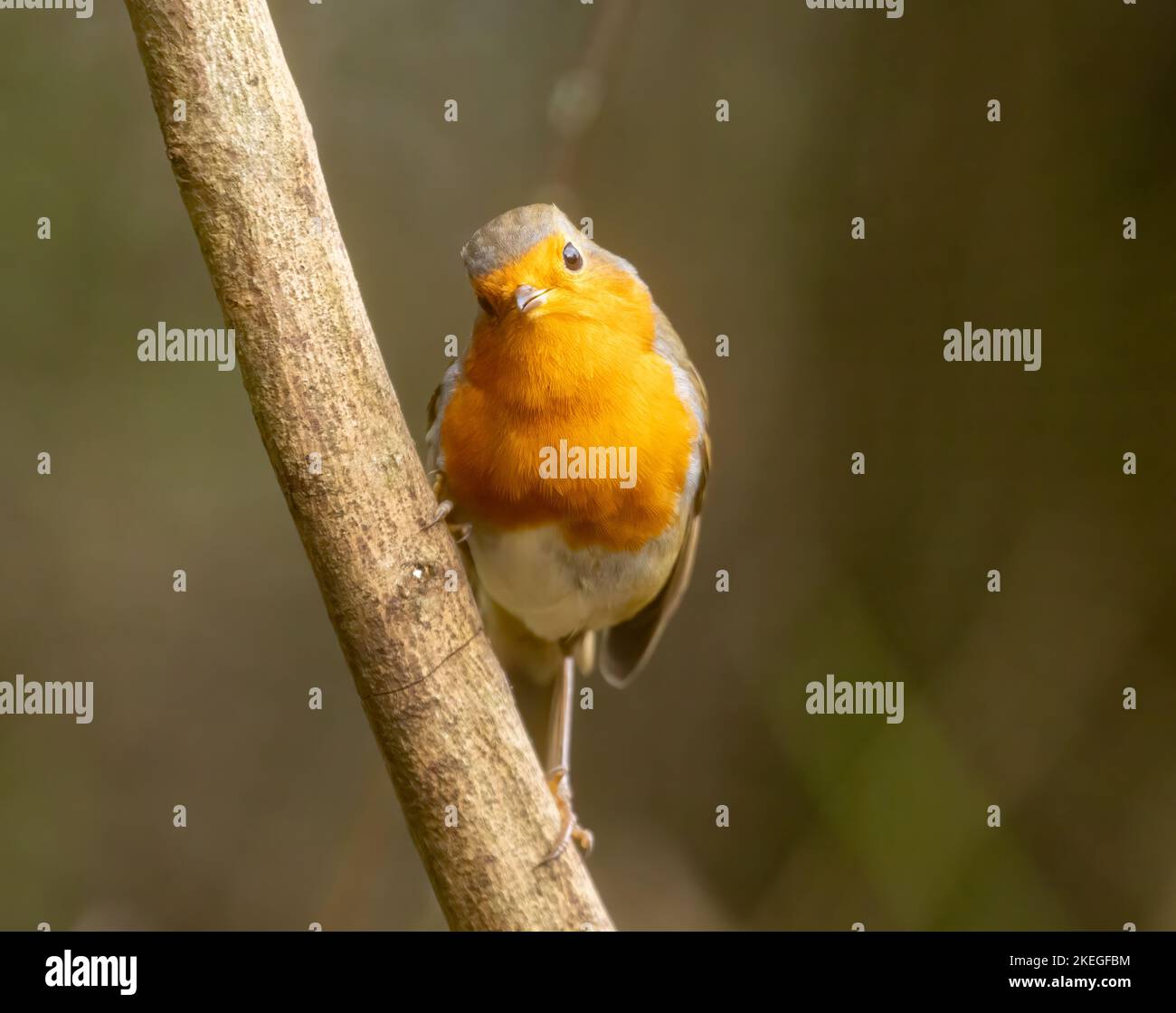 Robin taken at lower moor farm on the 12/11/2022 Stock Photo - Alamy