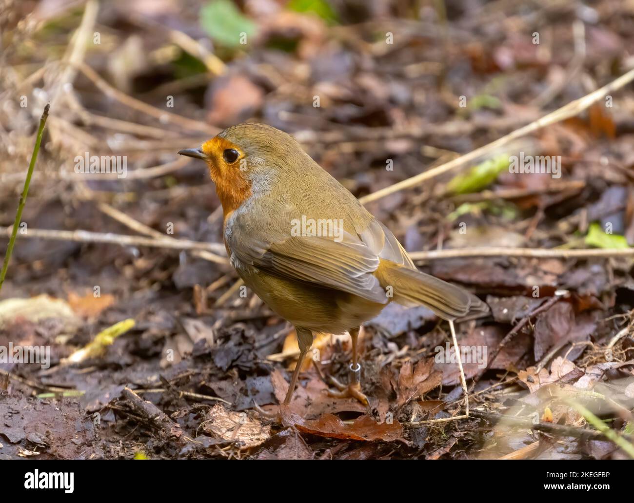 Robin taken at lower moor farm on the 12/11/2022 Stock Photo - Alamy