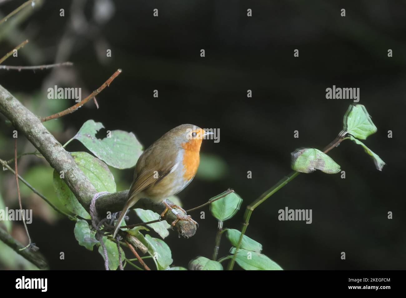 Robin taken at lower moor farm on the 12/11/2022 Stock Photo - Alamy