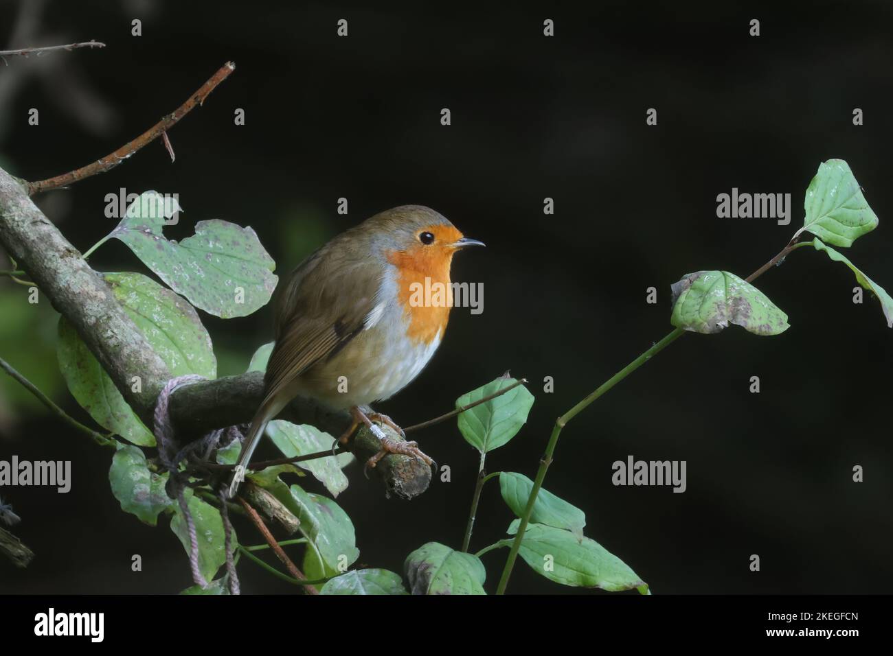 Robin taken at lower moor farm on the 12/11/2022 Stock Photo - Alamy