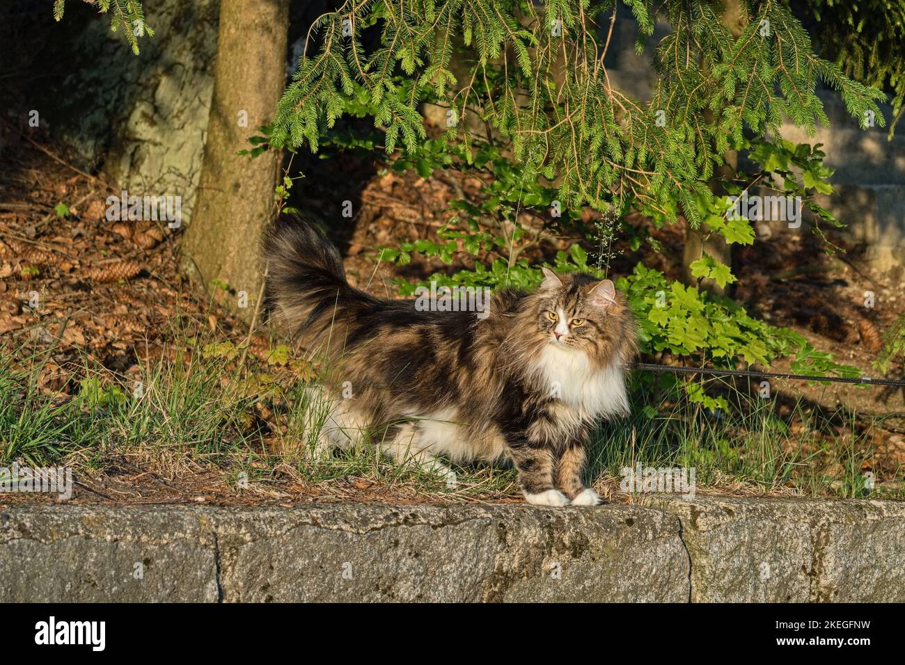 Alvin - Big Siberian cat with long hair in the forest Stock Photo - Alamy
