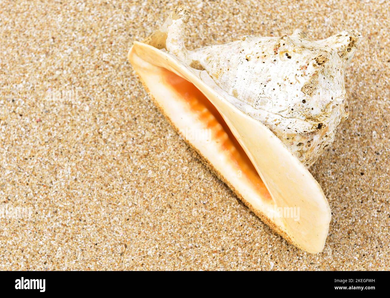 Conch shell india hi-res stock photography and images - Alamy