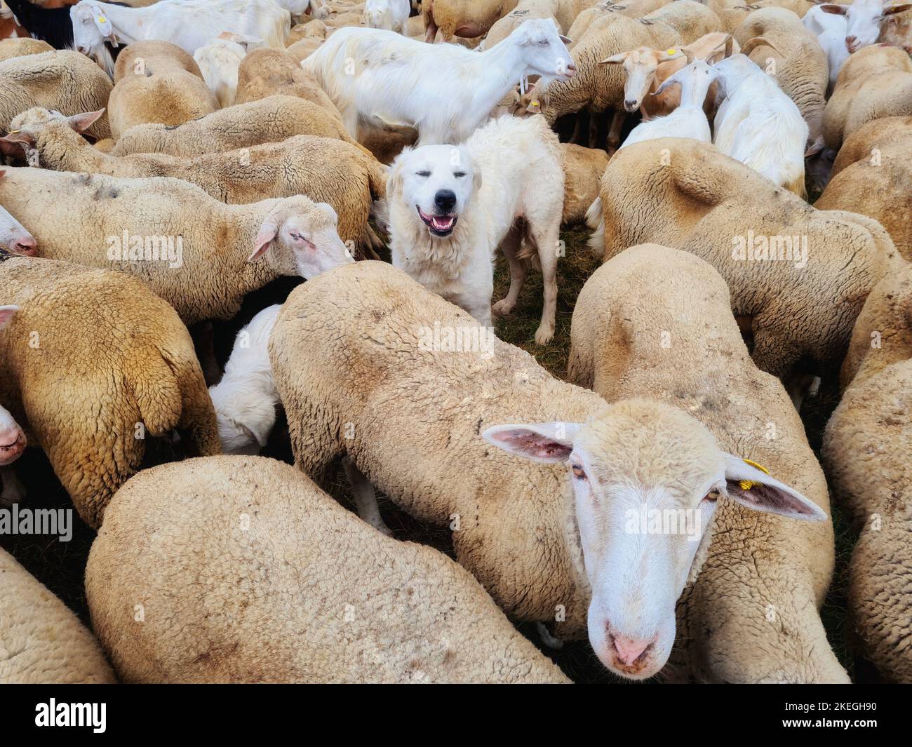 A shepherd dog guards the flock of sheep Stock Photo - Alamy