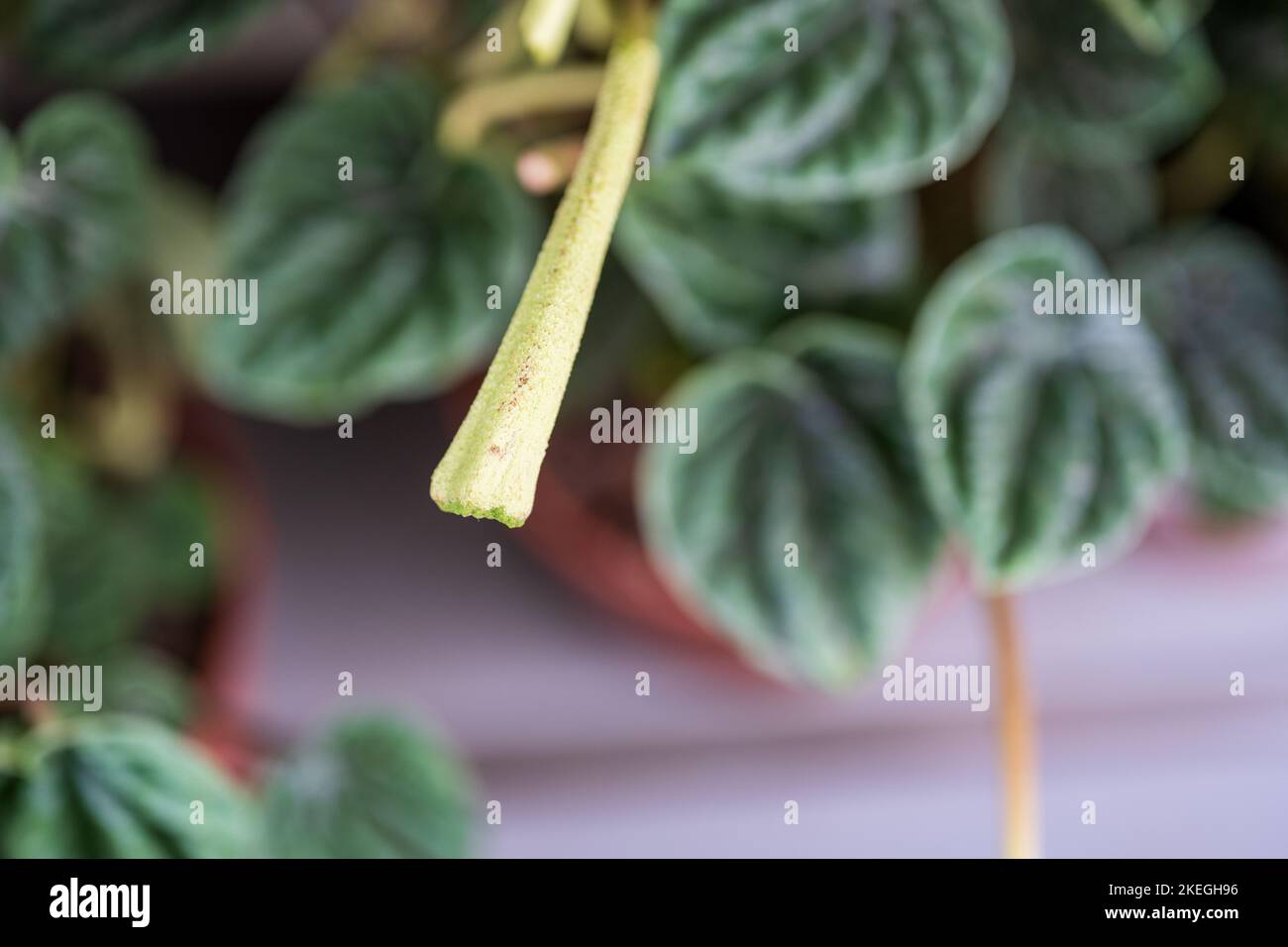Emerald ripple peperomia peperomia caperata hi-res stock photography ...