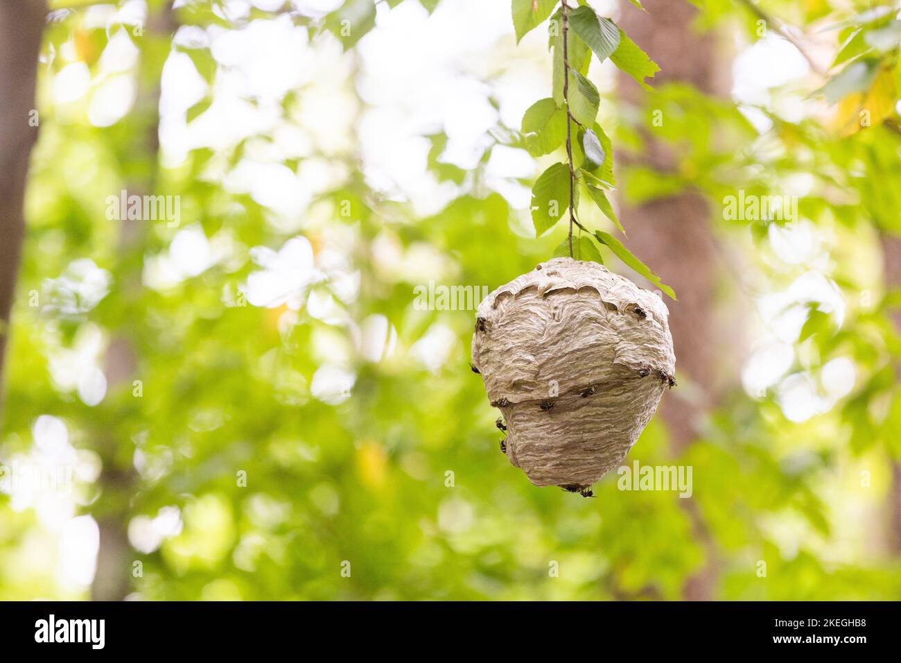 A wasp nest hanging in a branch with some wasps around it against blur ...