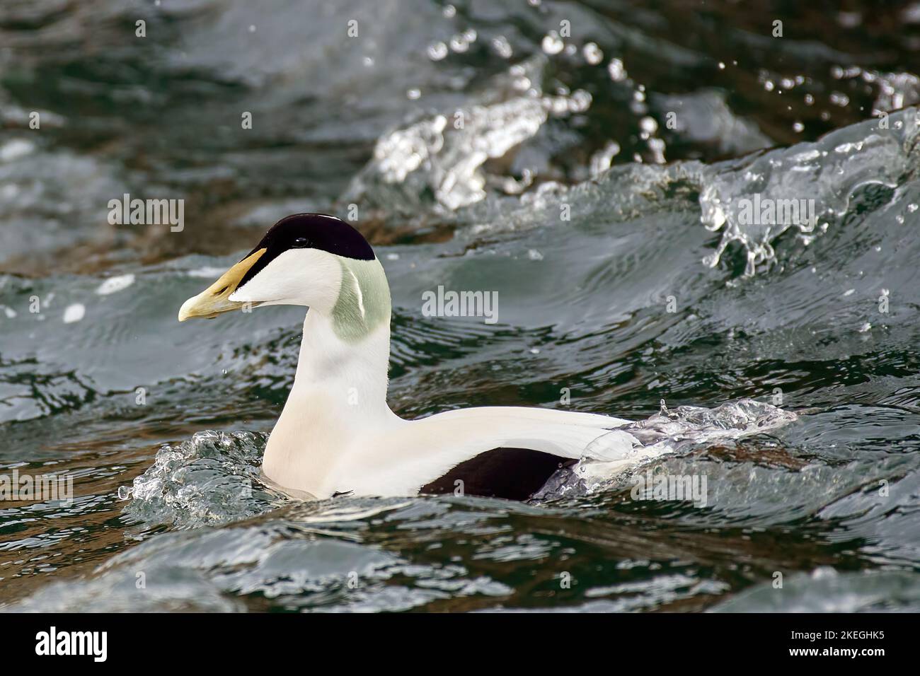 Common Eider (male Stock Photo - Alamy